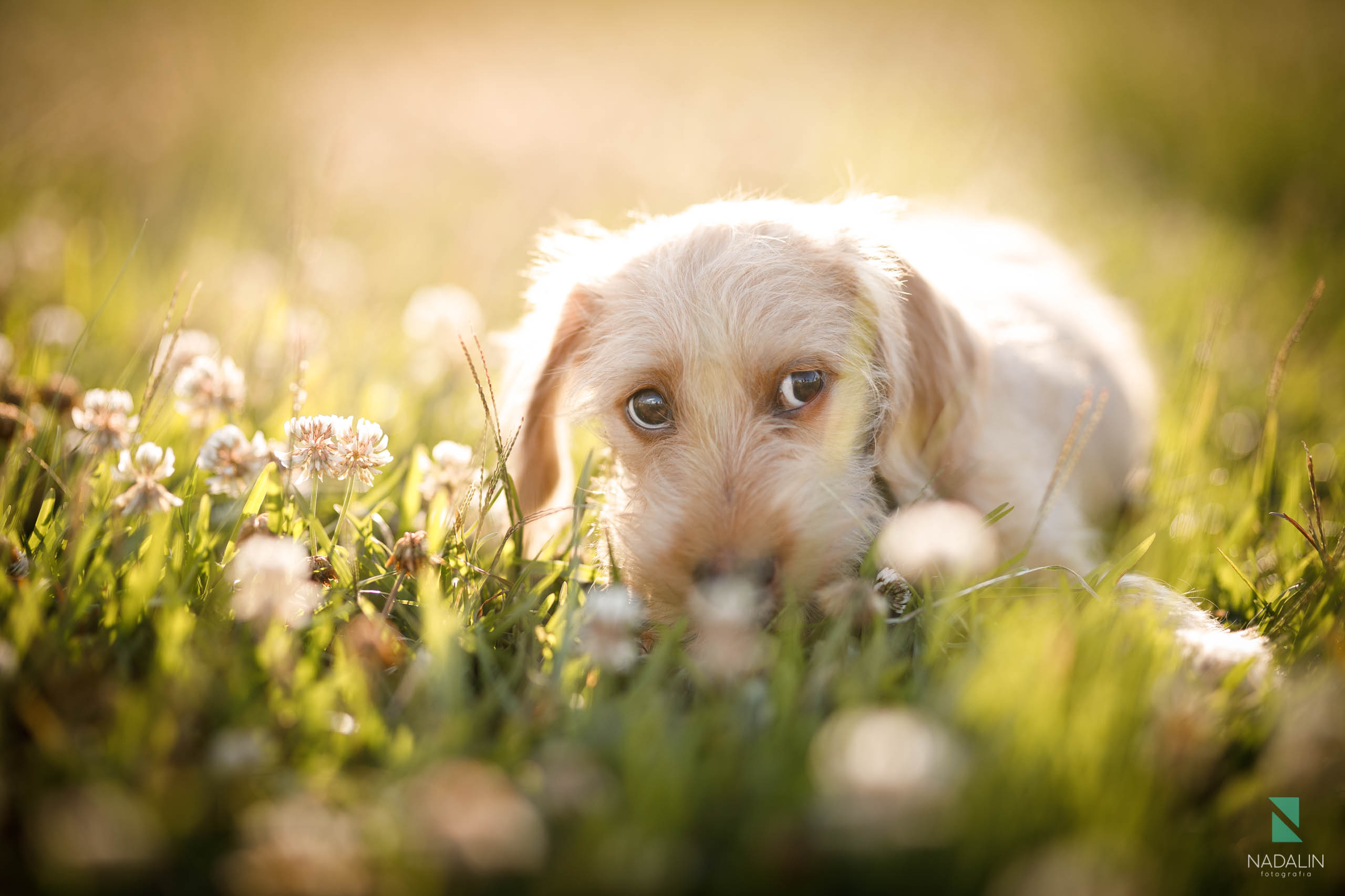 Fotos de filhote - Curiosos e cheios de energia! - Nadalin Fotografia Pet