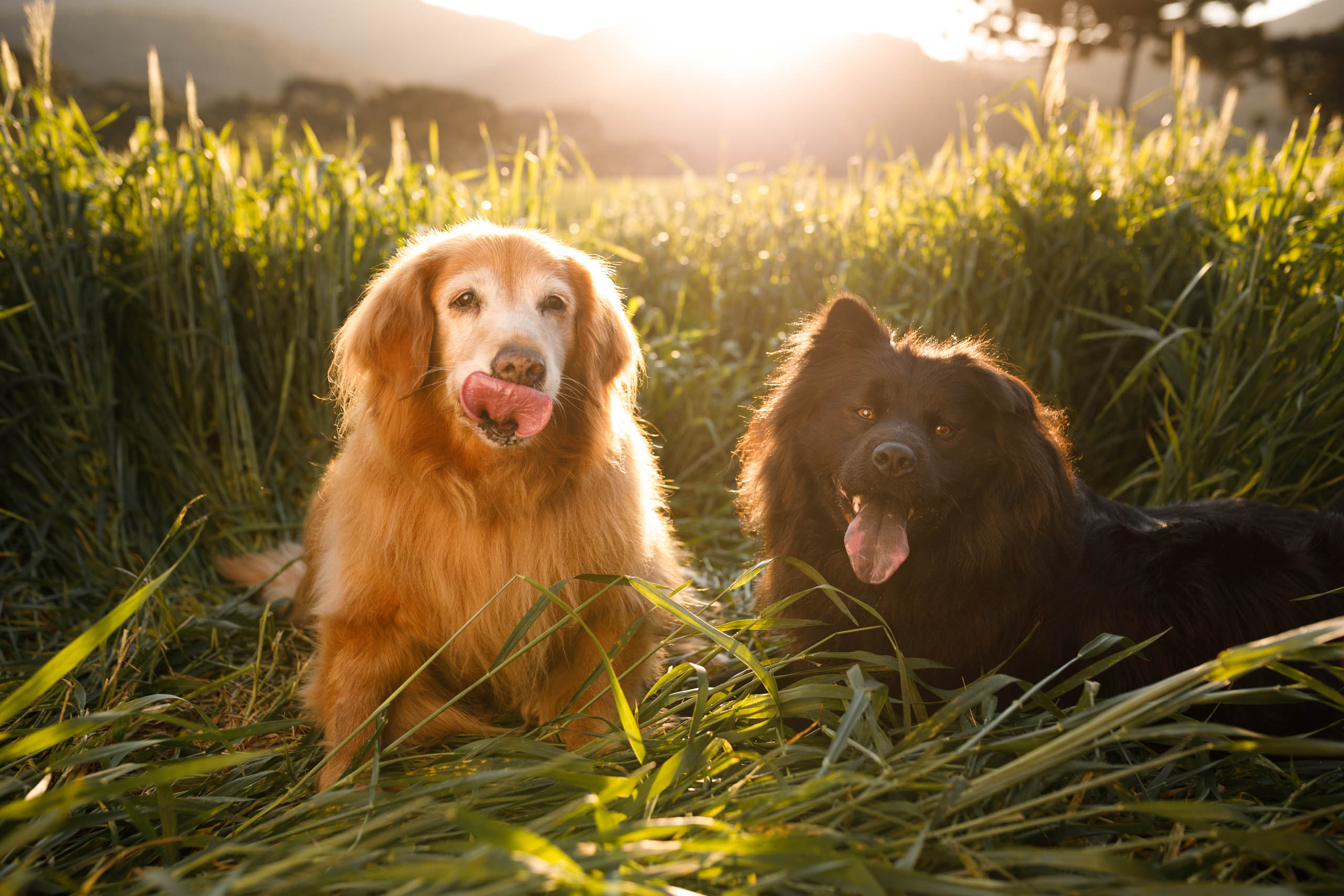 Fotografar com cachorro - Panqueca e Lucky - Nadalin Fotografia Pet